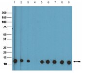 ChIPAb+ Monomethyl-Histone H4 (Lys20) - ChIP Validated Antibody and ...